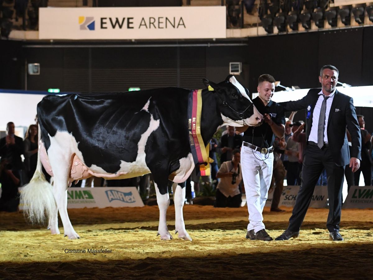 German Livestock - German Dairy Show 2019 (day 2): bubbles and ...