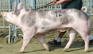 German Livestock - German Pigs