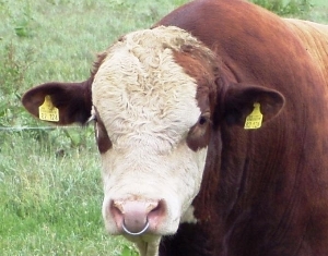 German Livestock - German Cattle